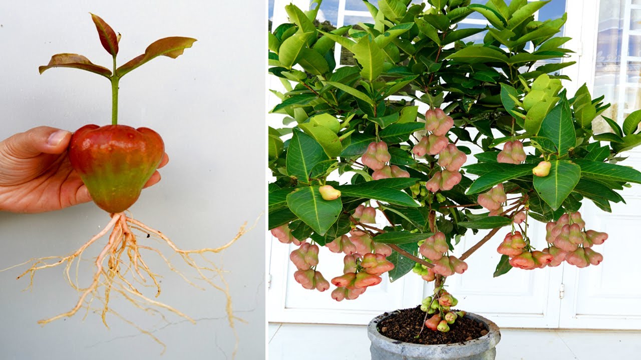 How To Grow Bell fruit at home in pot. Gardening ideas for home - YouTube