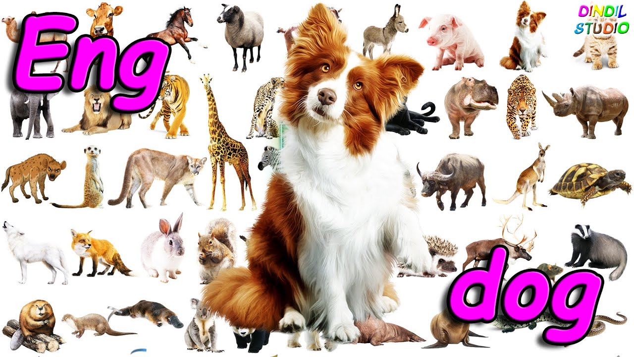 The names of animals in English | Ағылшын тіліндегі жануарлардың ...