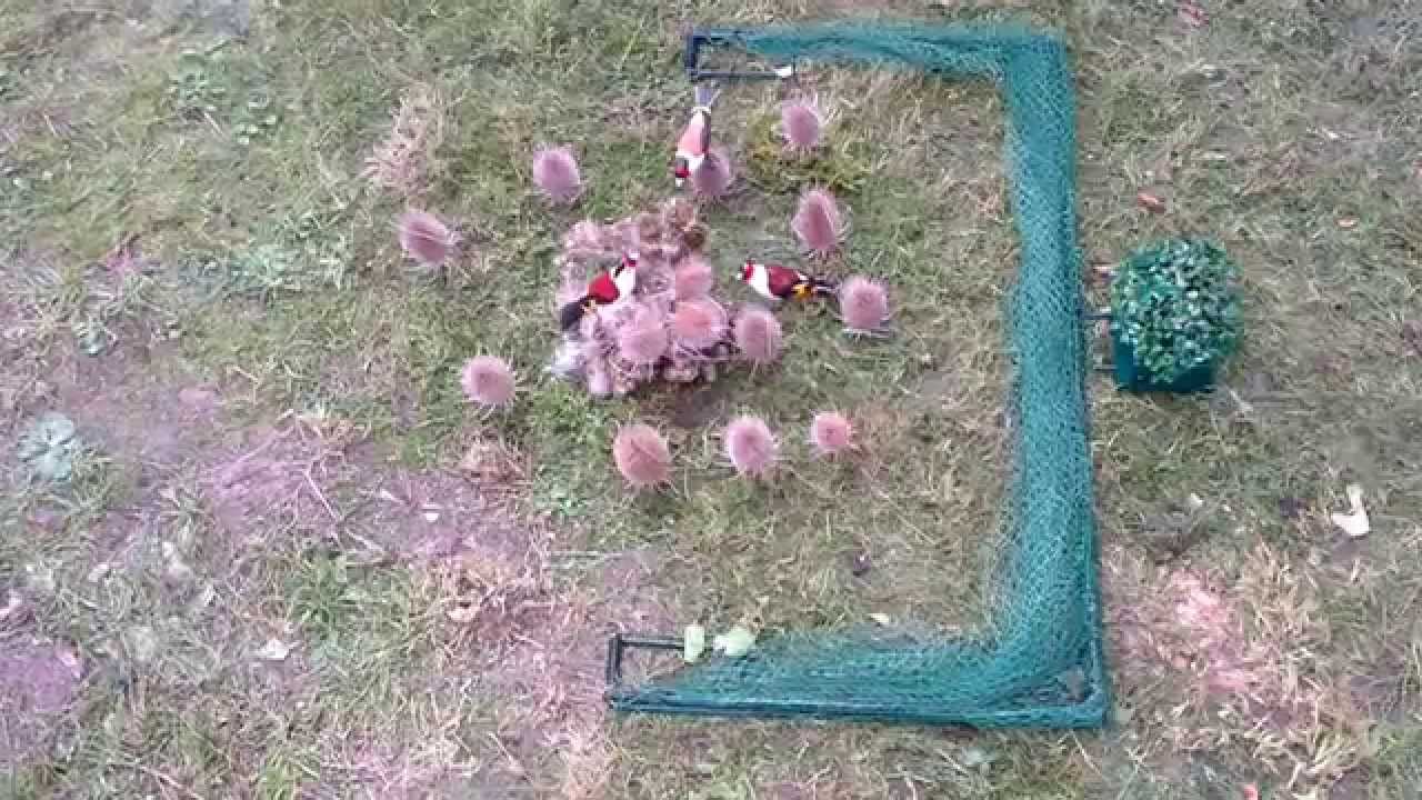 Spring Trap Bird Trap Trampa Uccelli Trappola Piègeà oiseaux Control ...