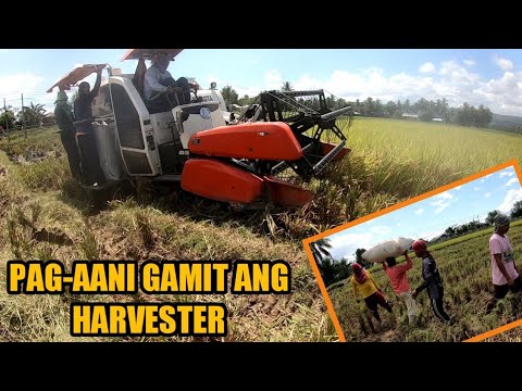 Pag-aani at Paghahakot ng Palay | Rice Harvester Machine | Zambo Sur ...