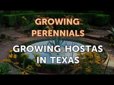 Growing Hostas in Texas - YouTube