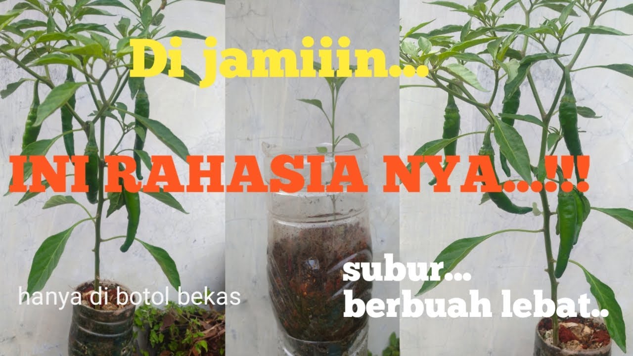 Cara mudah menanam cabai di rumah .Cara menanam cabai agar berbuah ...
