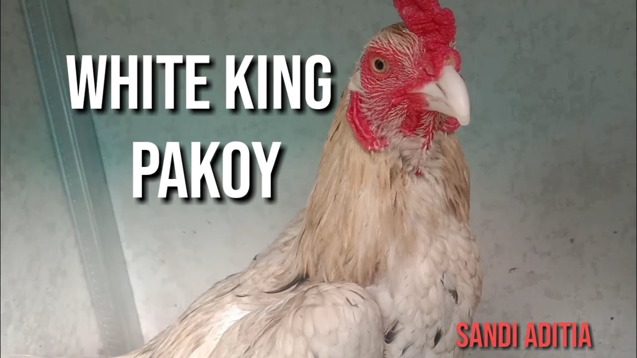 PAKOY BLODLINE WHITE KING/UKURAN BIG - YouTube