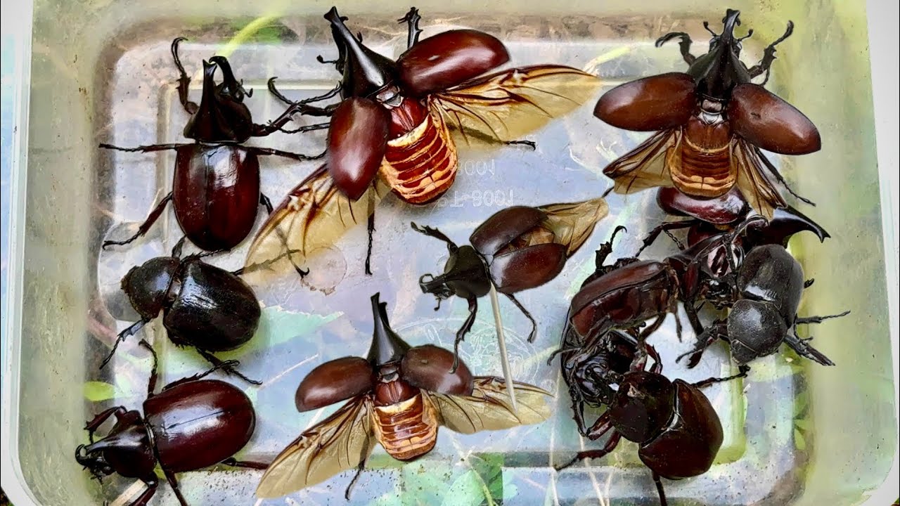 Collecting, capturing many (Beetle) and recorded their movements inside ...