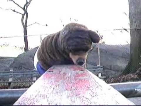 Burly Bear Network - The Concrete Jungle - YouTube