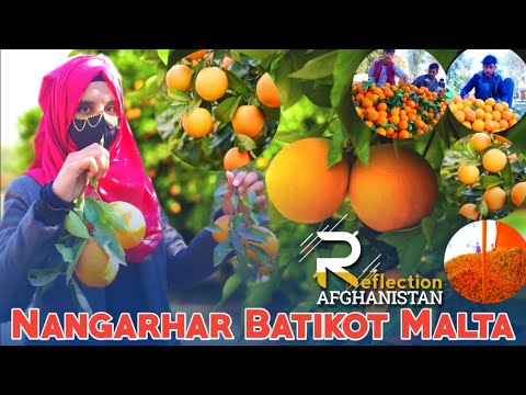 NANGARHAR BATIKOT MALTA | ننګرهار بټي کوټ مالټه | - YouTube