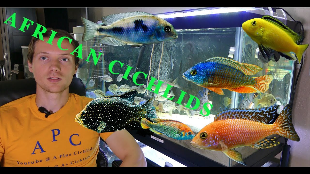 African Cichlids Care Guide and Fish Tank Setups! - YouTube