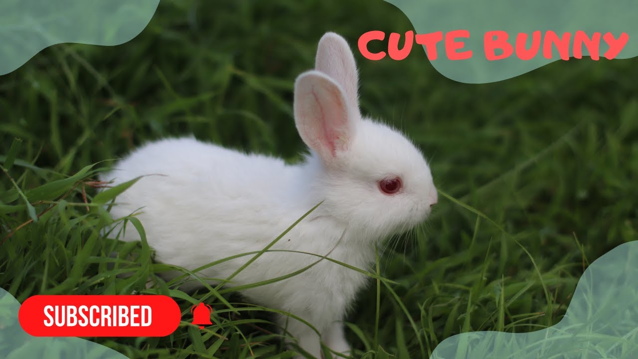 Cute Rabbit Observation|Rabbit Animal Facts|A Funny And Cute Bunny ...