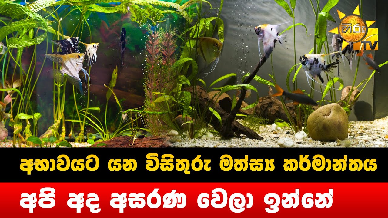 අභාවයට යන විසිතුරු මත්ස්ය කර්මාන්තය අපි අද අසරණ වෙලා ඉන්නේ Hiru
