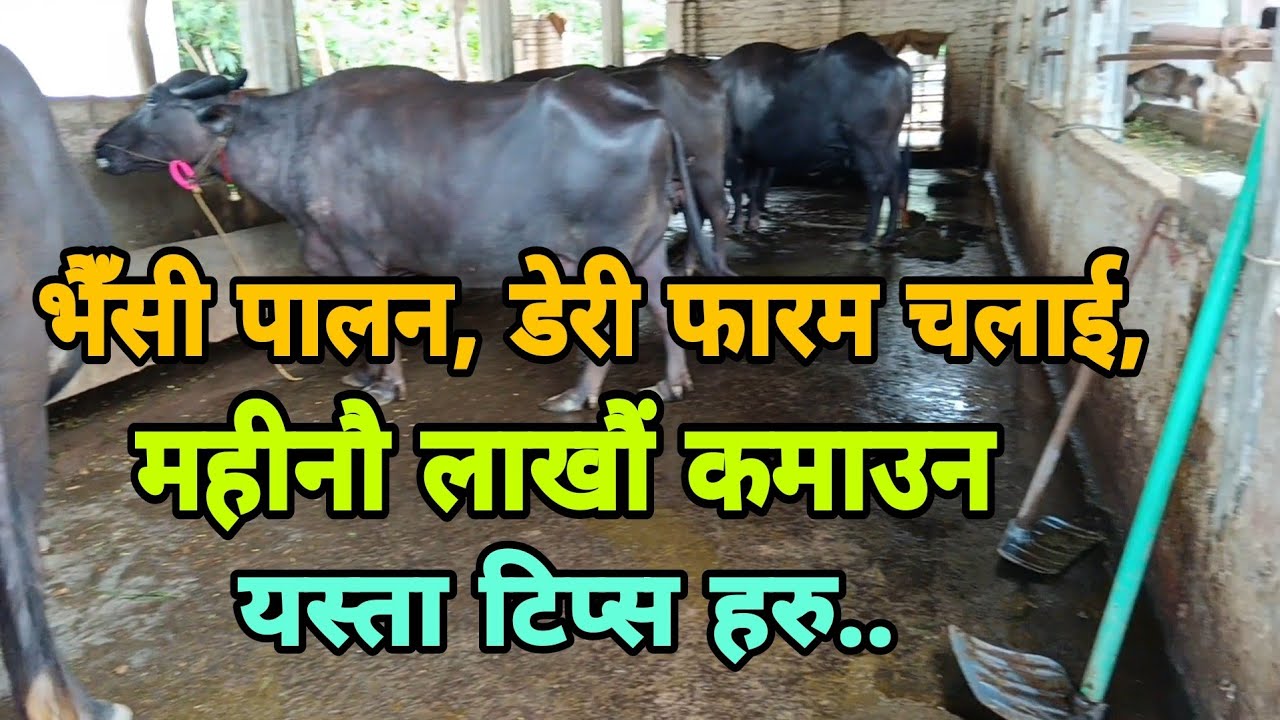 Bhaisi palan garne tarika , Farm in Nepal दुधका साथै भैंसी किन बेच ...