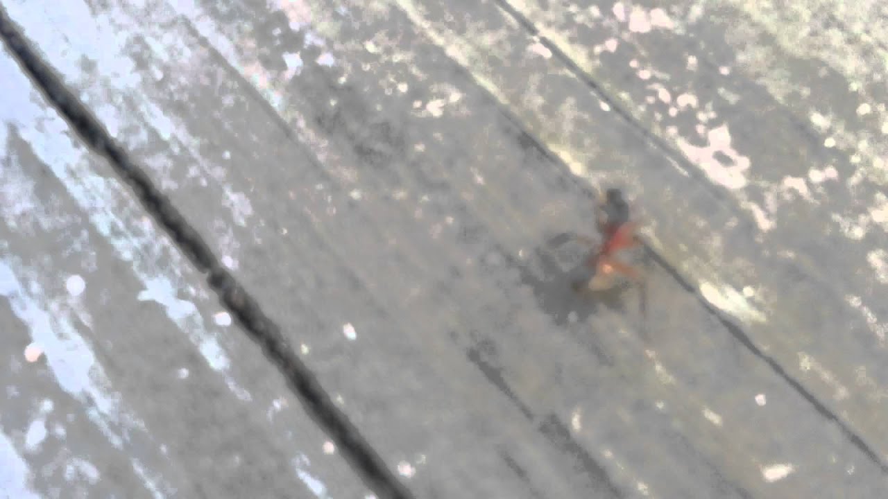 Littel poor ant - YouTube