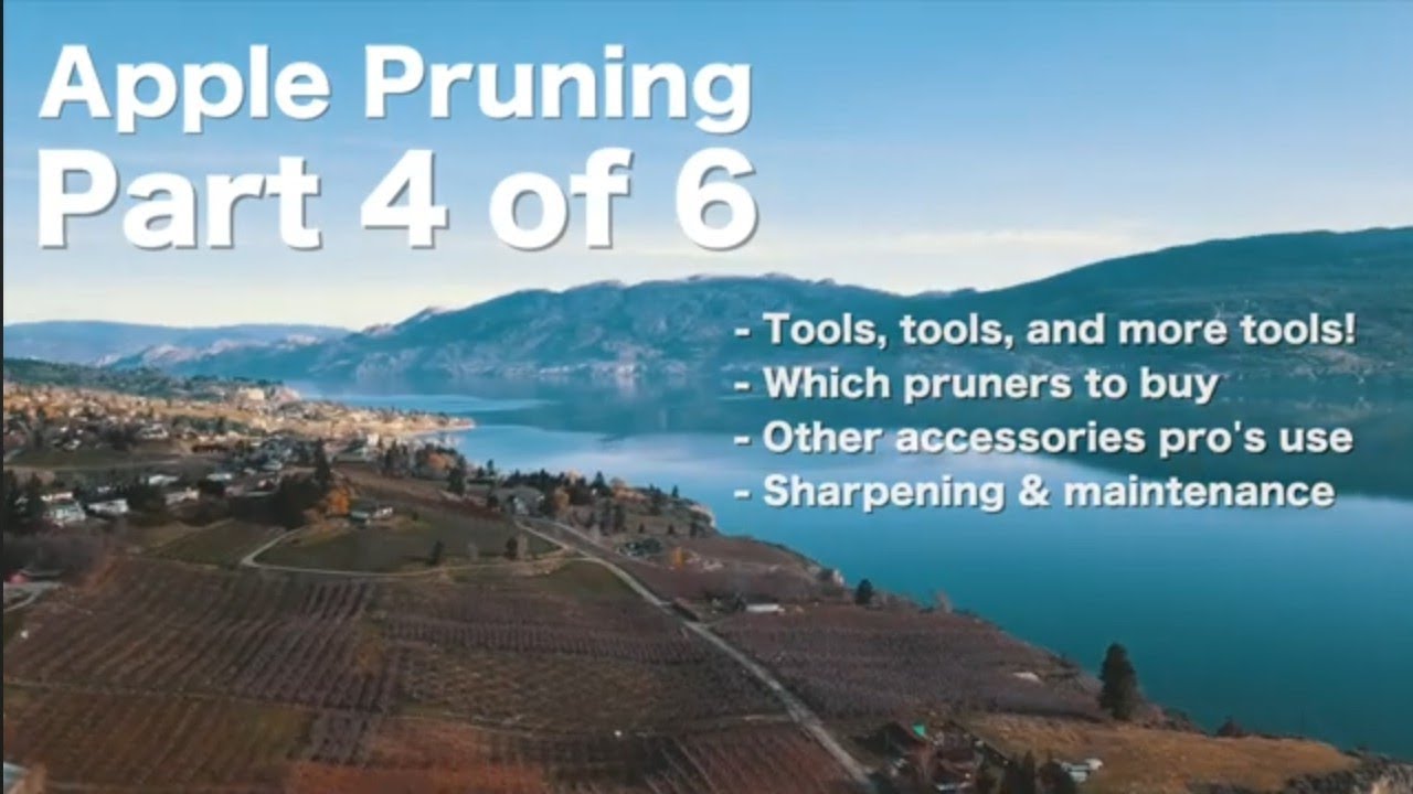 Pro Pruning HDP M9 Rootstock,Super Spindle Pruning Part 4 - YouTube