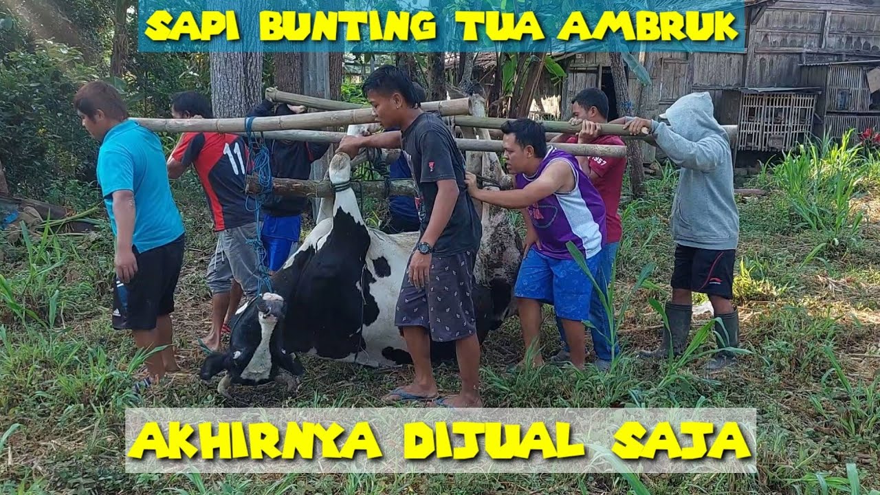 Proses angkat Sapi Ambruk Sebelum Melahirkan, sampai 2x bambu patah dan ...