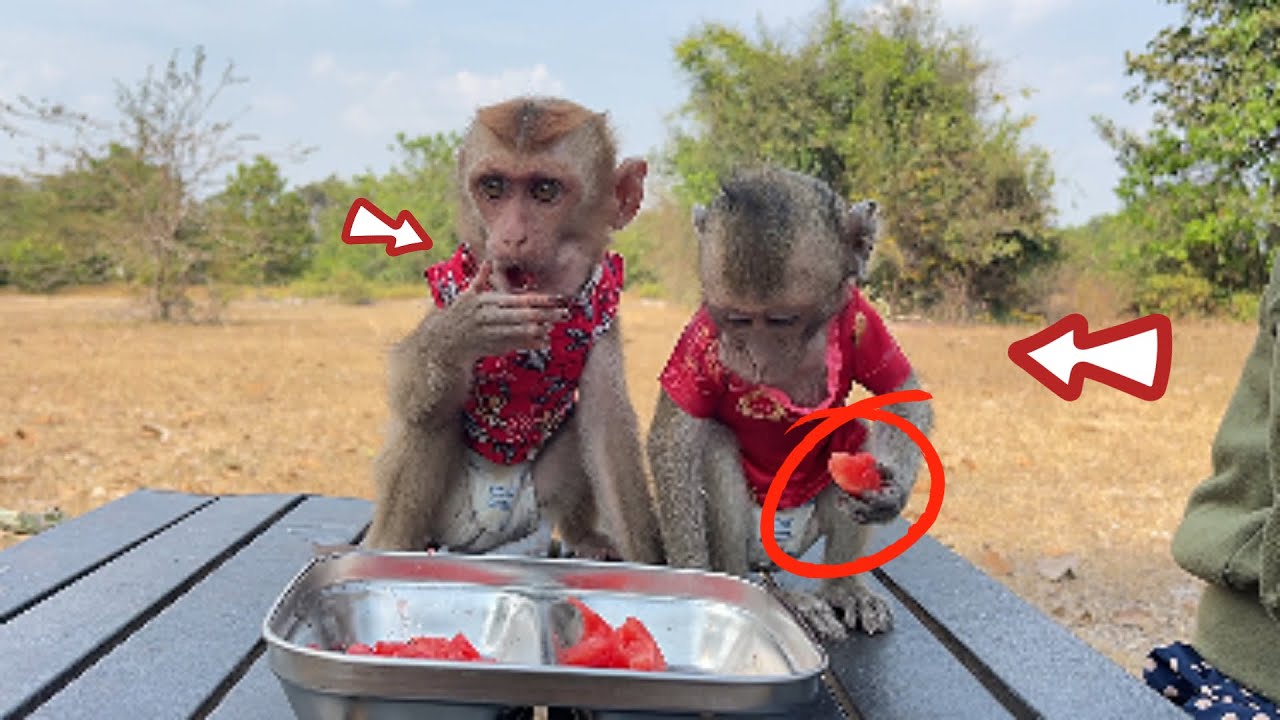 Dada and wow wow I ate a delicious watermelon today - YouTube