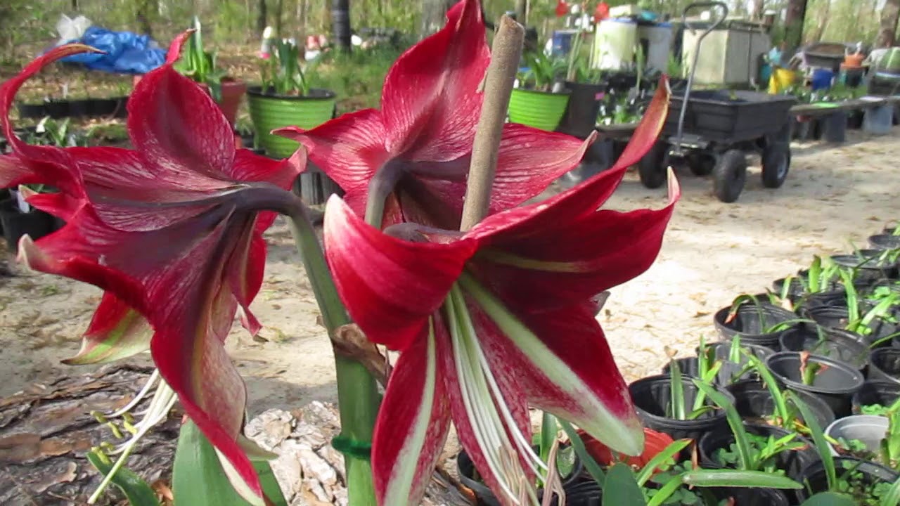 Ruby Star amaryllis - YouTube