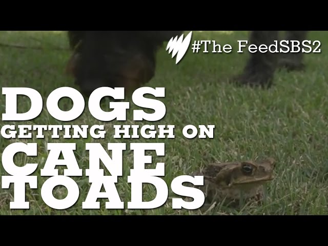 What Happens If Dog Licks Cane Toad