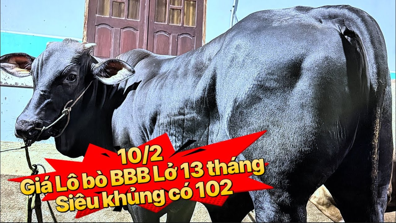 Báo giá lô bò BBB lở lứa 13 tháng tuổi☎️0395.168.767☎️Nhanh tay thì còn ...