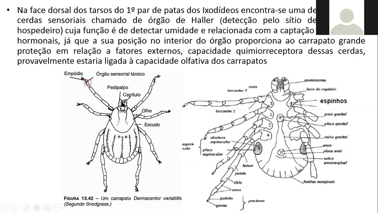 17 AULA - Classe Chelicerata Subclasse Arachnida Ordens Acari - YouTube