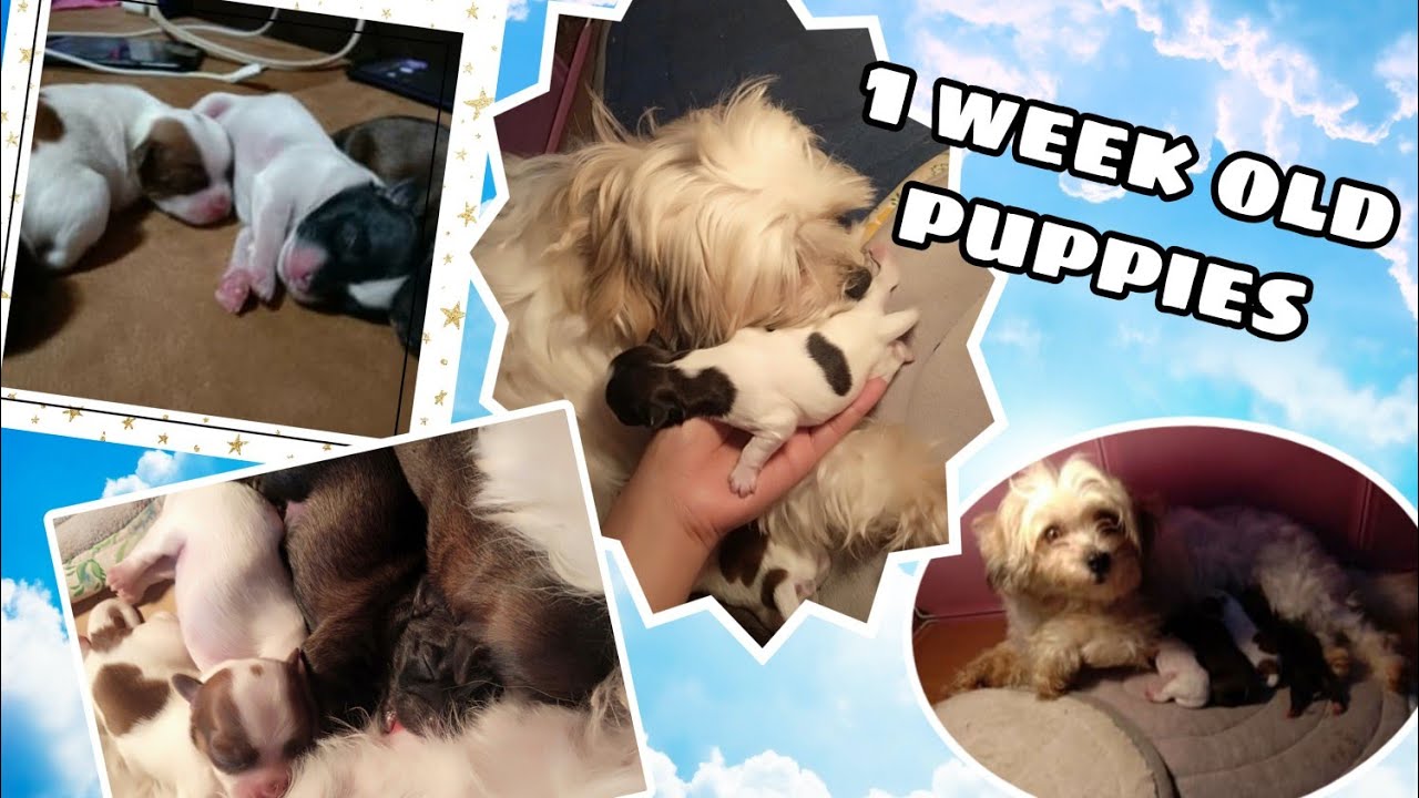 FIRST DAY TO SEVENTH DAY OLD PUPPIES ( 1 WEEK OLD PUPPIES) - YouTube