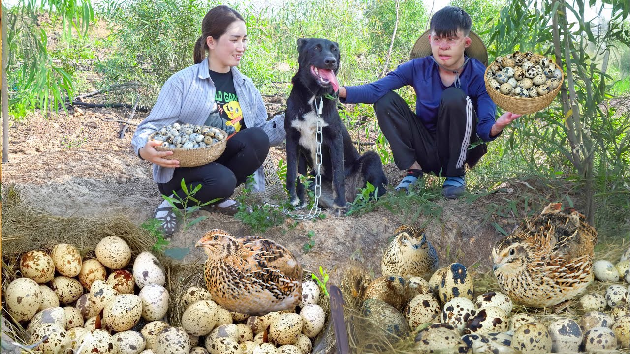 Harvesting hundreds of wild quail eggs to sell at the market | First ...