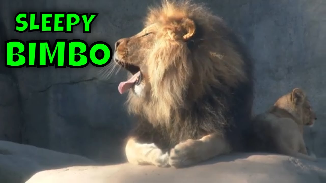 The Sleepy Lion Bimbo, Toddlers Bedtime Stories, Sleepy Bedtime Stories ...