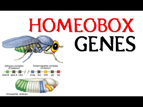 Homeobox - Homeodomain Proteins