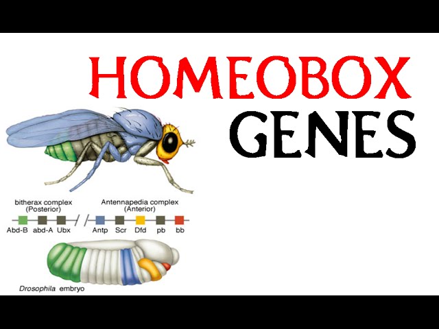 Homeotic Genes