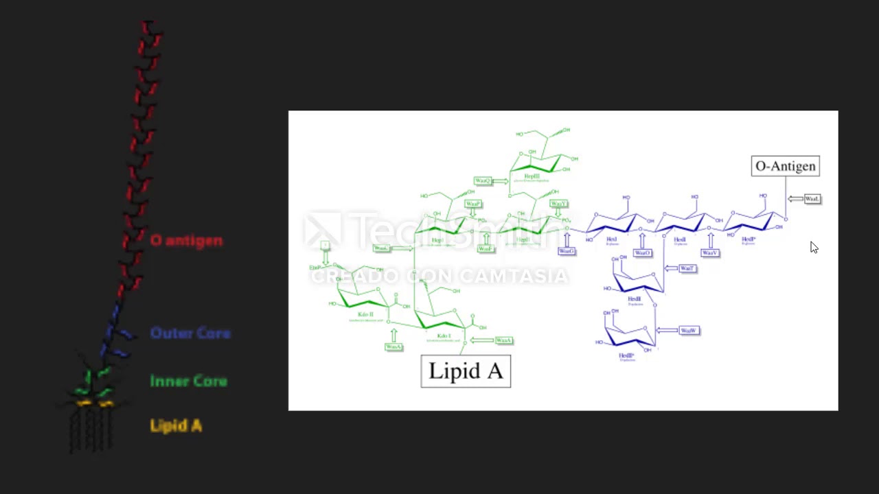 Biosíntesis de Lipopolisacáridos en E.Coli - YouTube