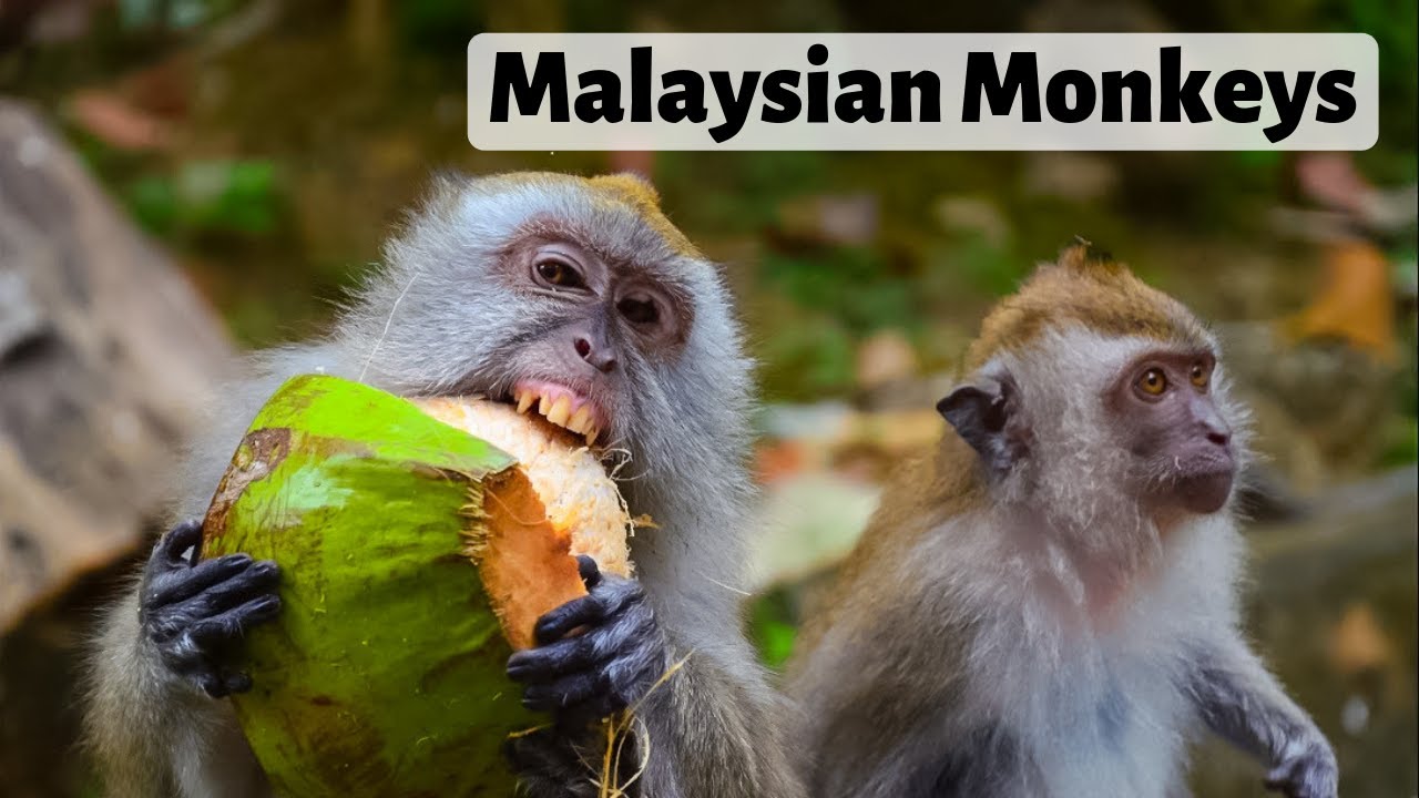 Monkeys in Malaysia - Amazing Video with Beautiful Close-ups - YouTube