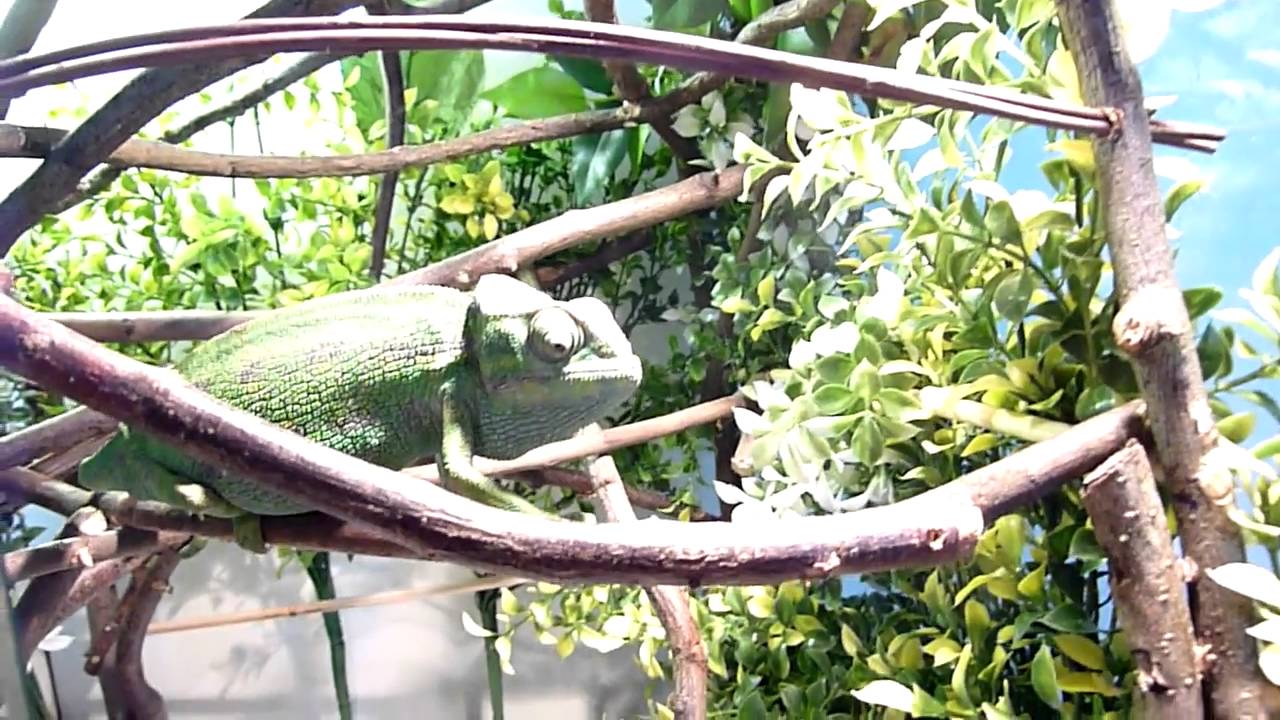 chameleon vs spider 1 - YouTube