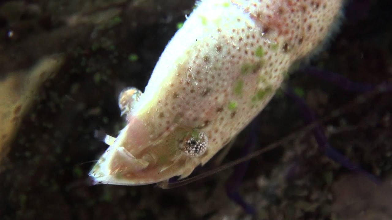 Saron rectirostris Marble shrimp - YouTube