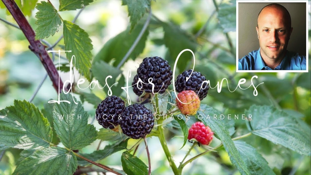How to Grow Big Black Raspberry Canes that Stand without a Trellis ...