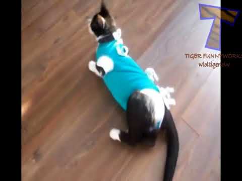 turkmen prikol don pişikler. shan keyp, repa rep meni chek tussani. Tm prikol.