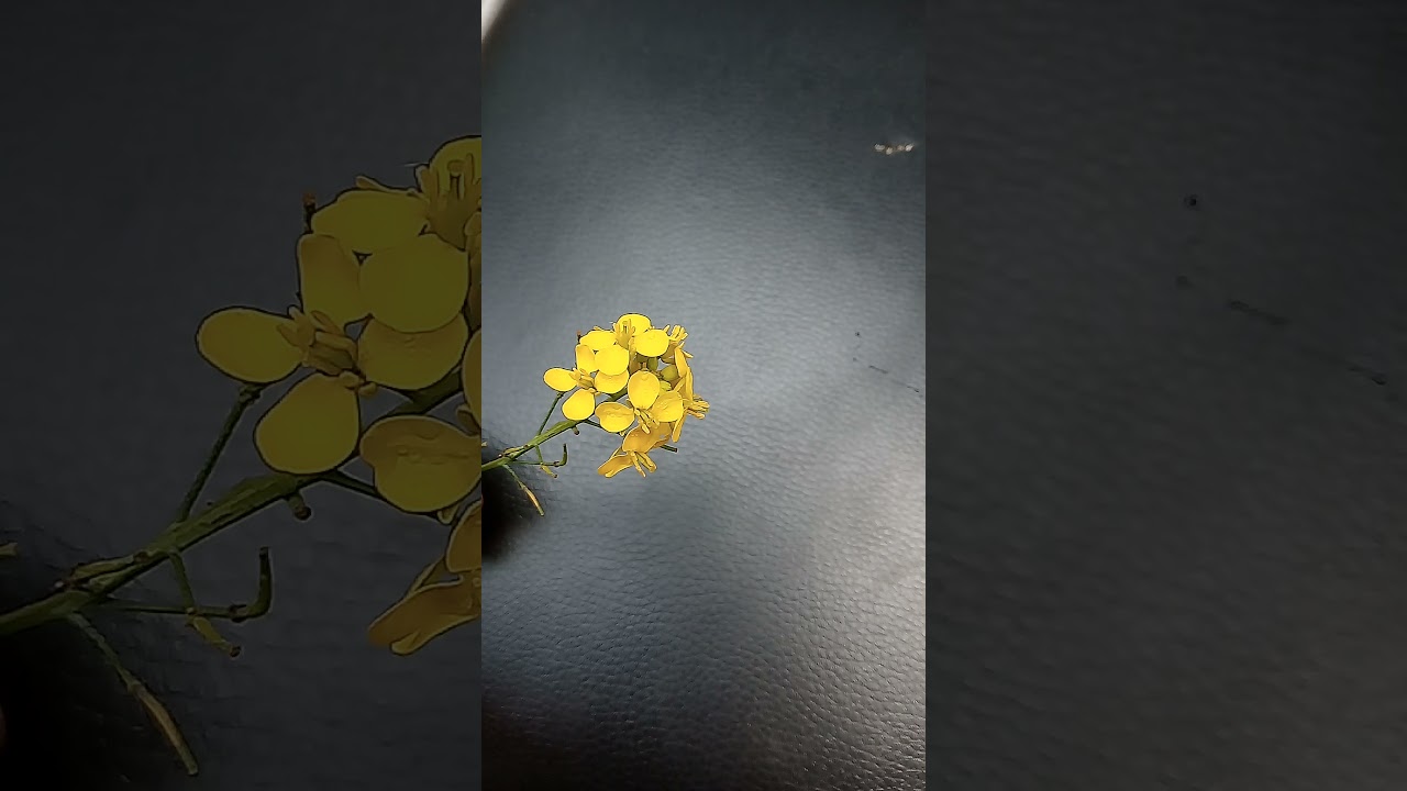 sorisha ful - YouTube