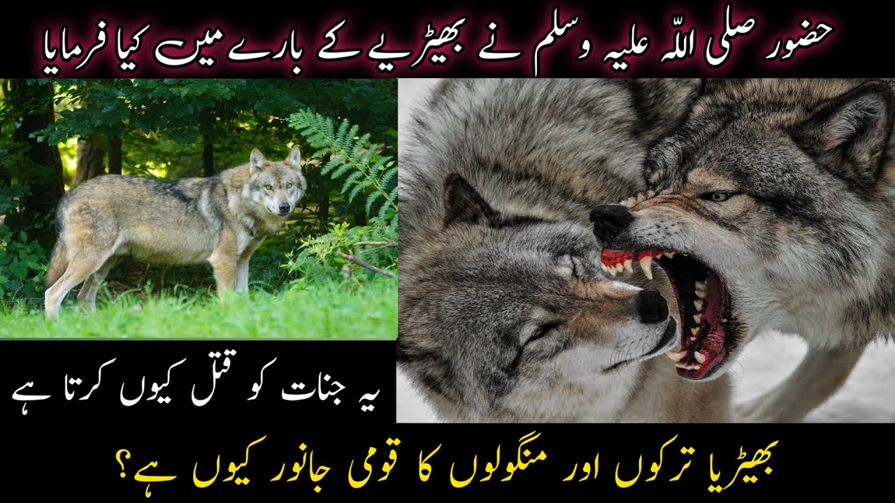 What did the Holy Prophet say about the wolf | Secret and interesting ...