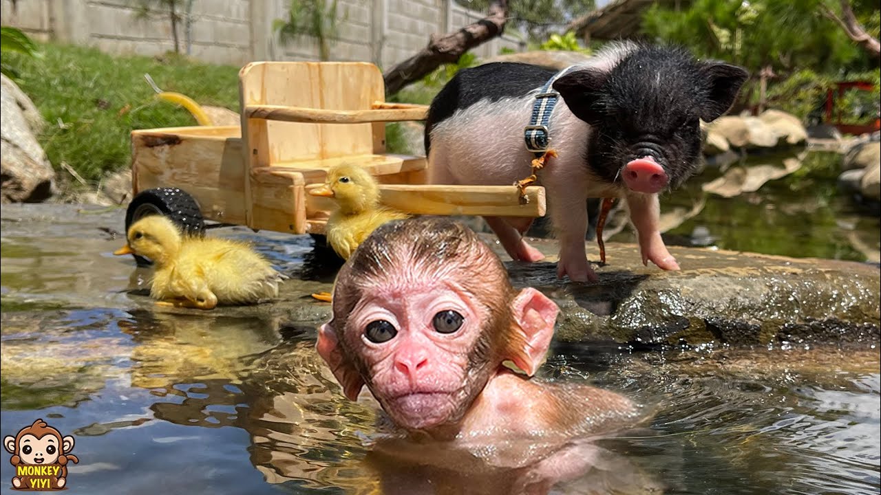 Un In piglet takes baby monkey Yumy to learn swimming with ducklings ...