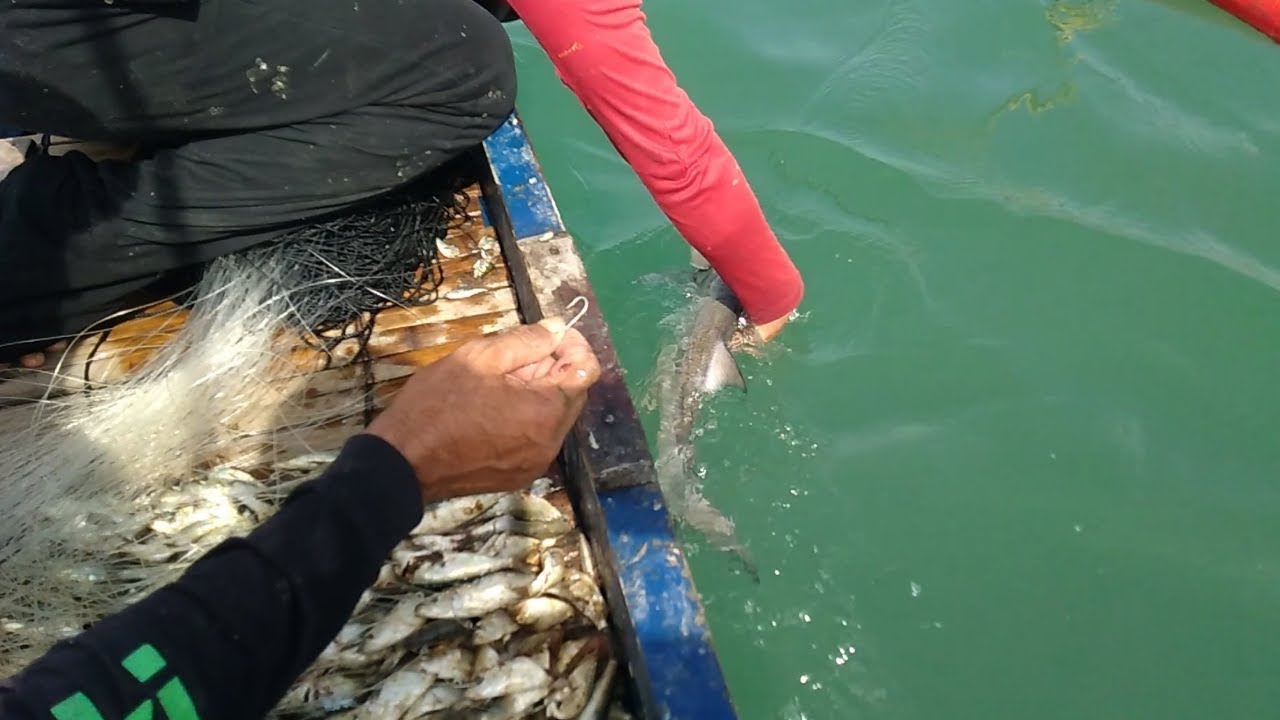 Lambo,, Traditional Fishing in Philippines...Catch and Cook. - YouTube