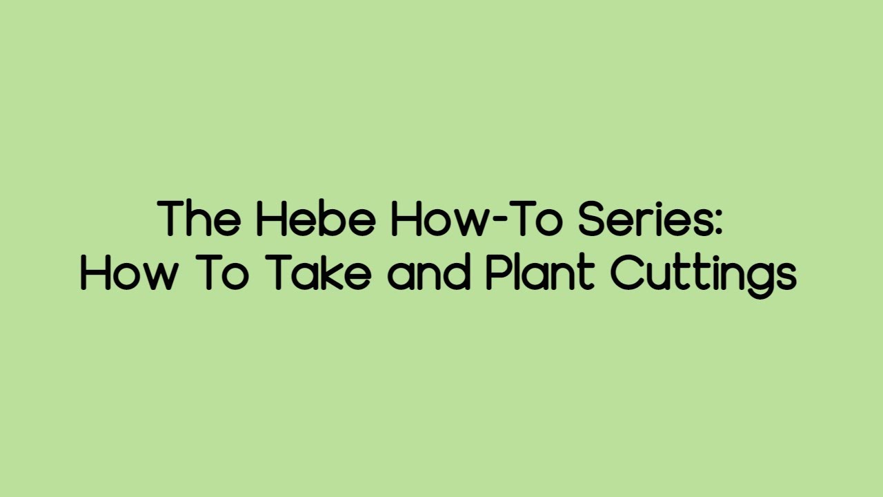 The Hebe How-To Series: How To Take and Plant Hebe Cuttings | The Hebe ...
