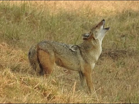 Indian wildlife: Jackal howling | कोल्हेकुई | Kanha Tiger Reserve, MP ...