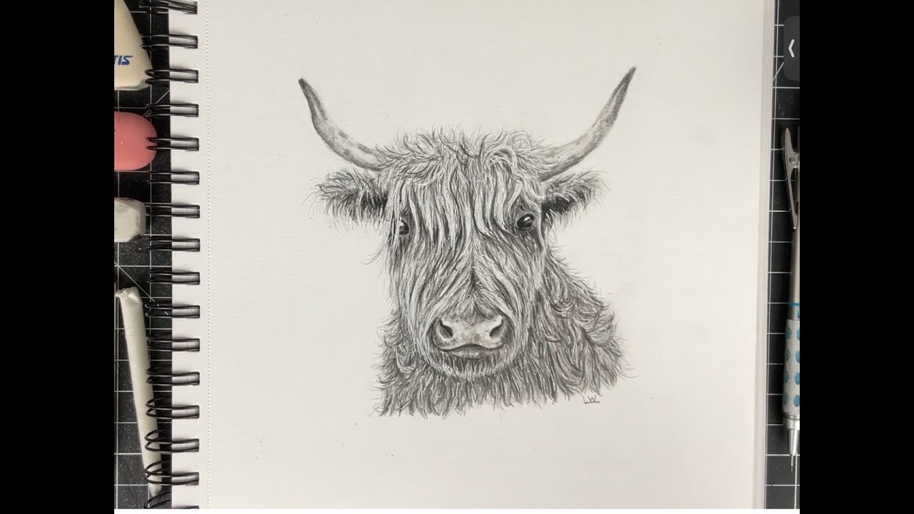 Drawing A Scottish Highland Cow - YouTube