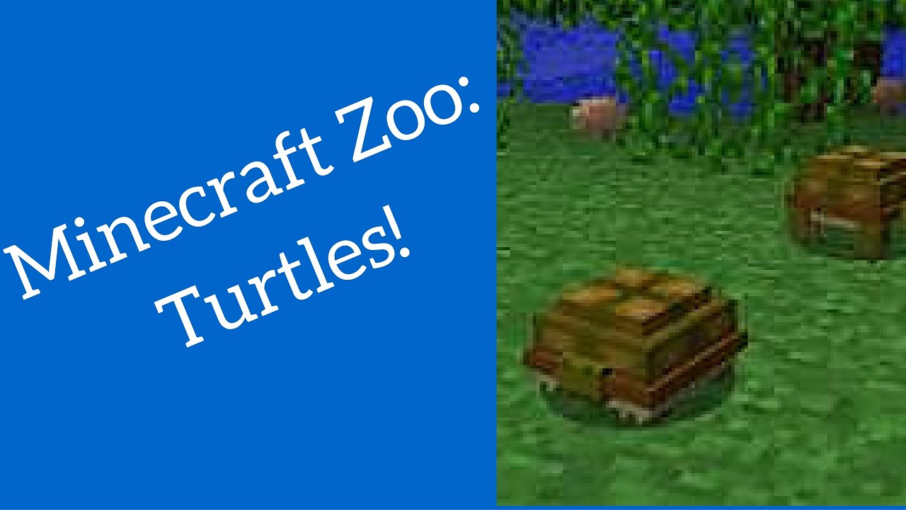 Minecraft Zoo! Episode 1: Turtles! - YouTube