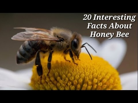 20 Interesting facts about honey bee || Honey bee fun facts || The ...