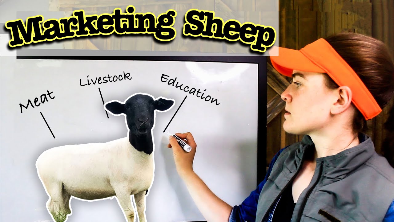 HOW I'M MARKETING MY SHEEP | Sheep Farming Business Plan - YouTube