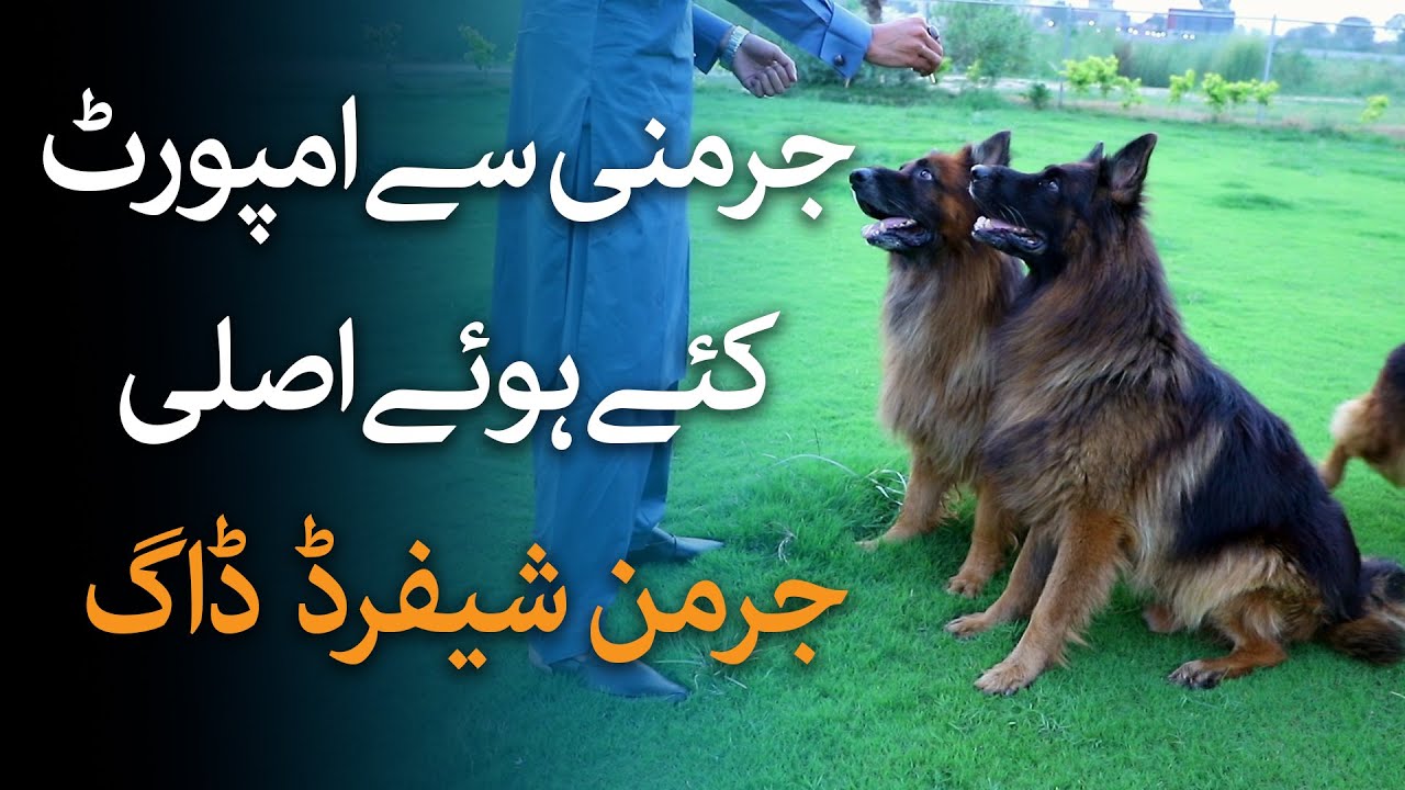 Famous german shepherd dogs in pakistan | Dogs Lover | Documentary - YouTube