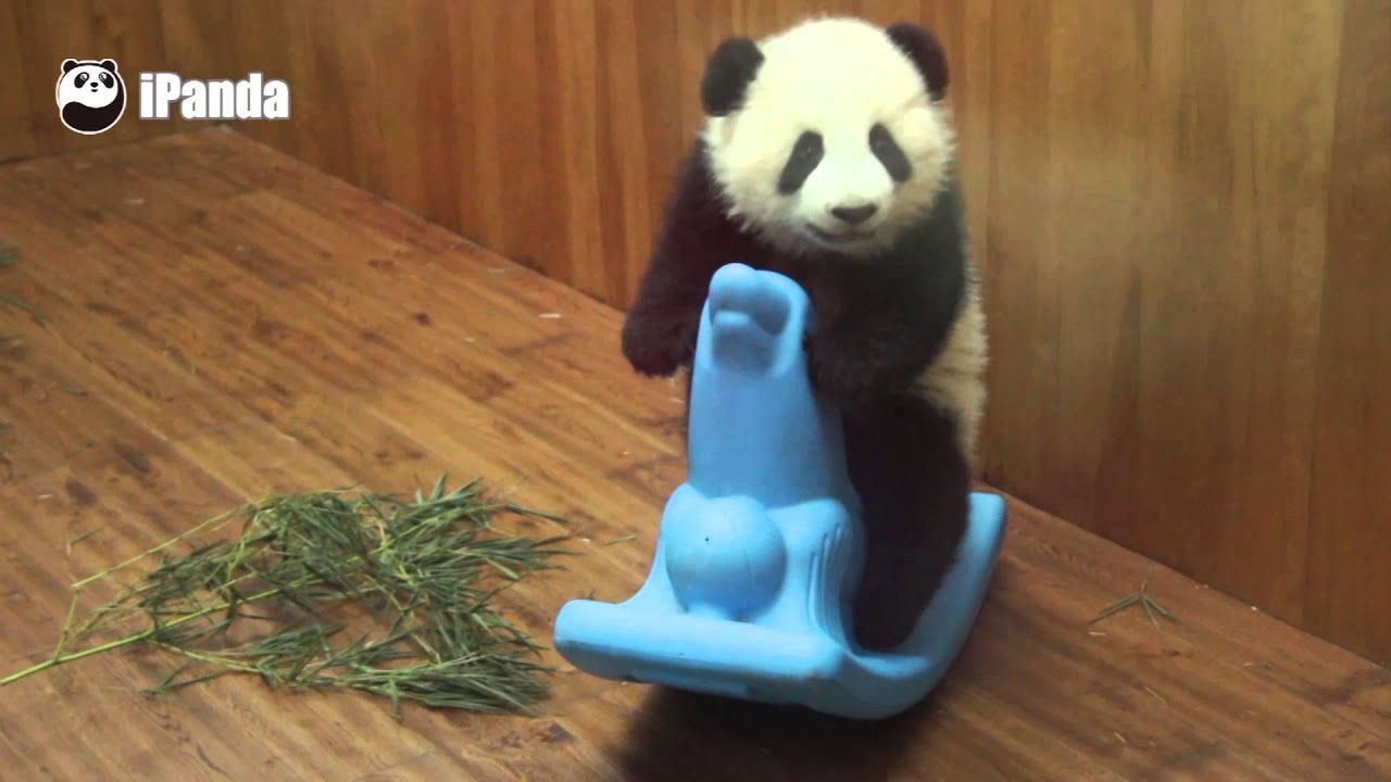 Cute Alert！The Baby Panda Teaches You How To Have Fun I - YouTube