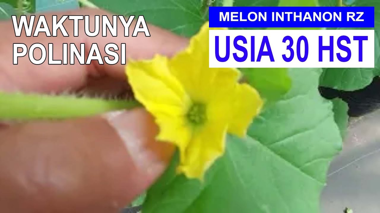 Review Sekejap Melon Inthanon rz F1 Usia 30 hst - Polinasi dimulai 🍈👍 ...