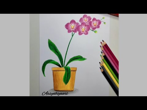 Menggambar bunga anggrek menggunakan pensil warna - YouTube