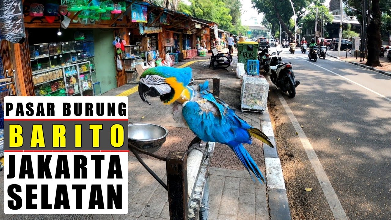 PASAR BURUNG DI JAKARTA | JL.BARITO - KEBAYORAN BARU JAKARTA SELATAN ...