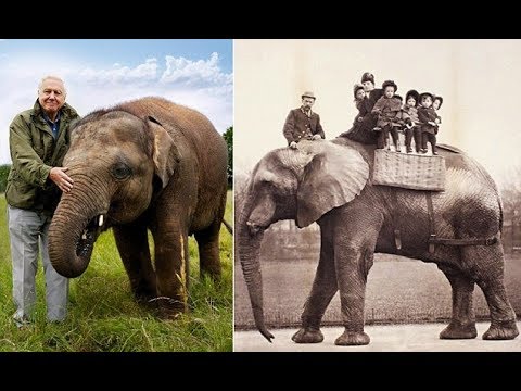 David Attenborough tells the story of Jumbo the elephant - YouTube