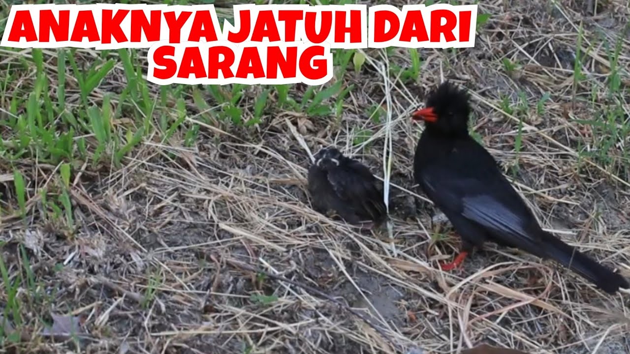 anak burung kutilang hitam jatuh dari sarang - YouTube